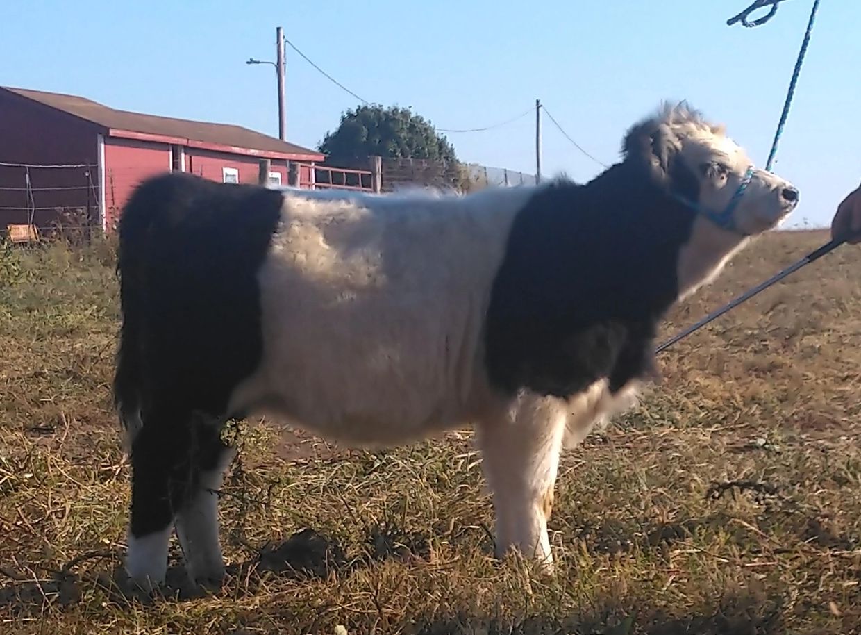 Miniature Cows for Sale | Lazy 2 R Mini Herefords