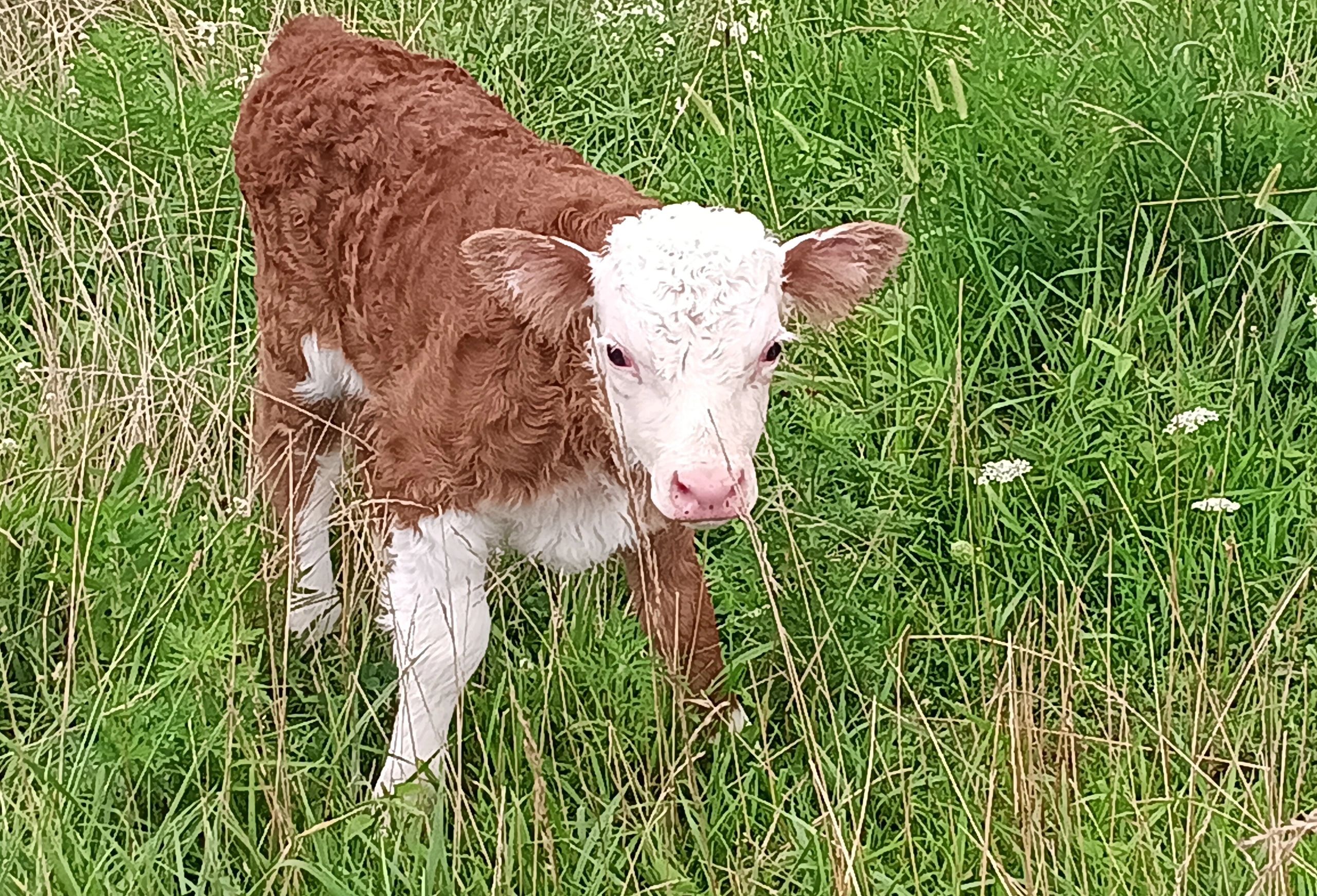 Missouri Miniature Hereford Association Zoom Meeting