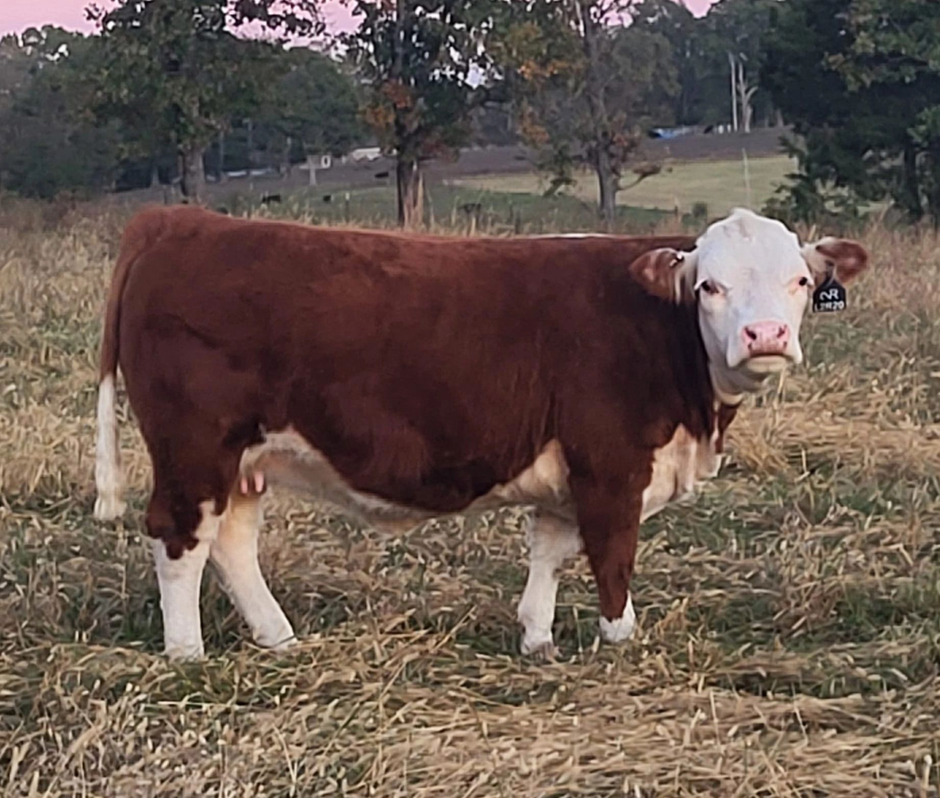 SALE PEN