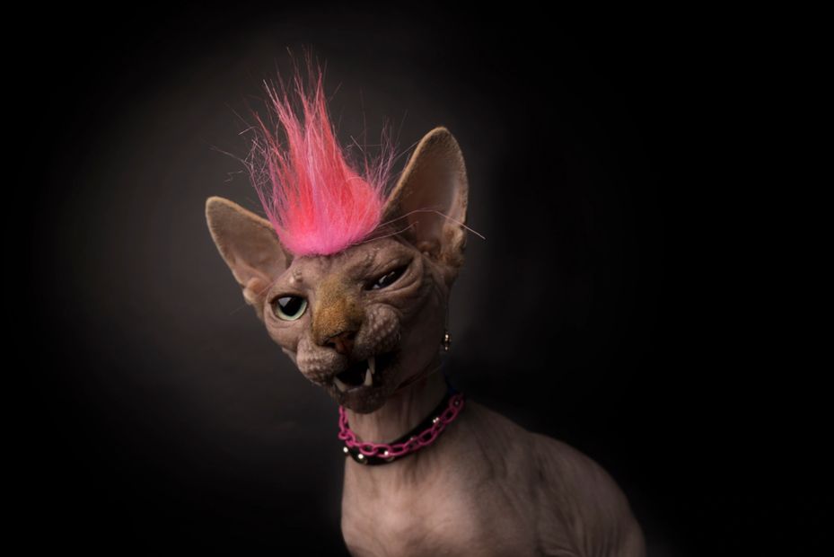 Such A Punk Pets - Pet Mohawks, Pet Wigs