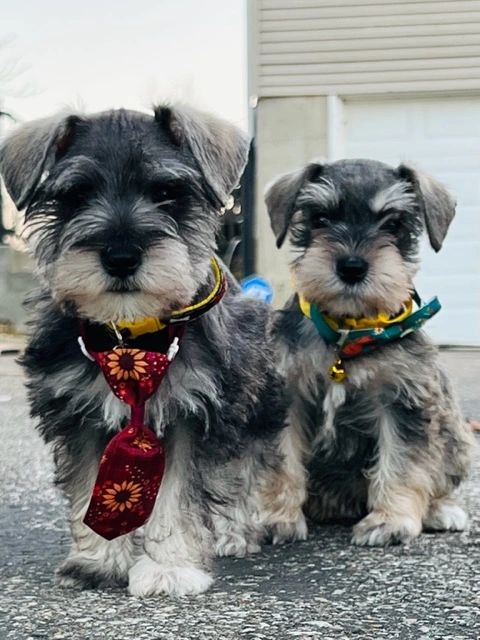 Cinci Beautiful Schnauzer