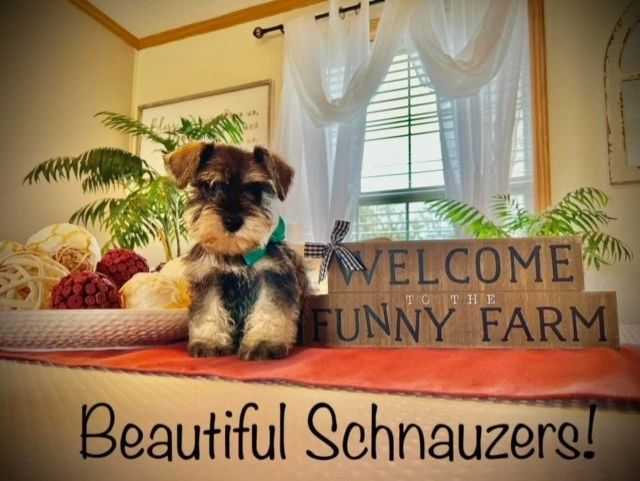 Cinci Beautiful Schnauzer