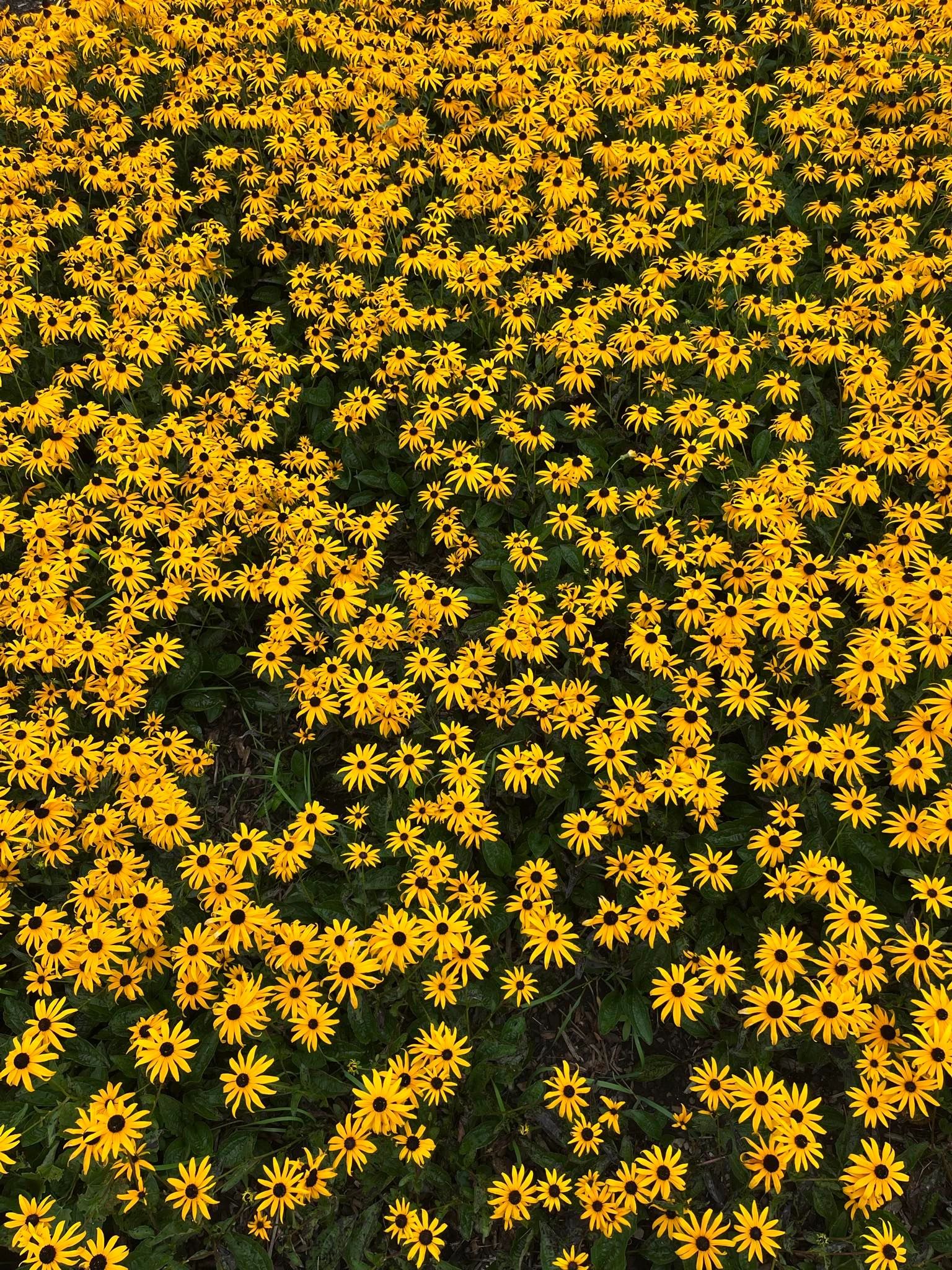 Miles in Bloom Garden Services