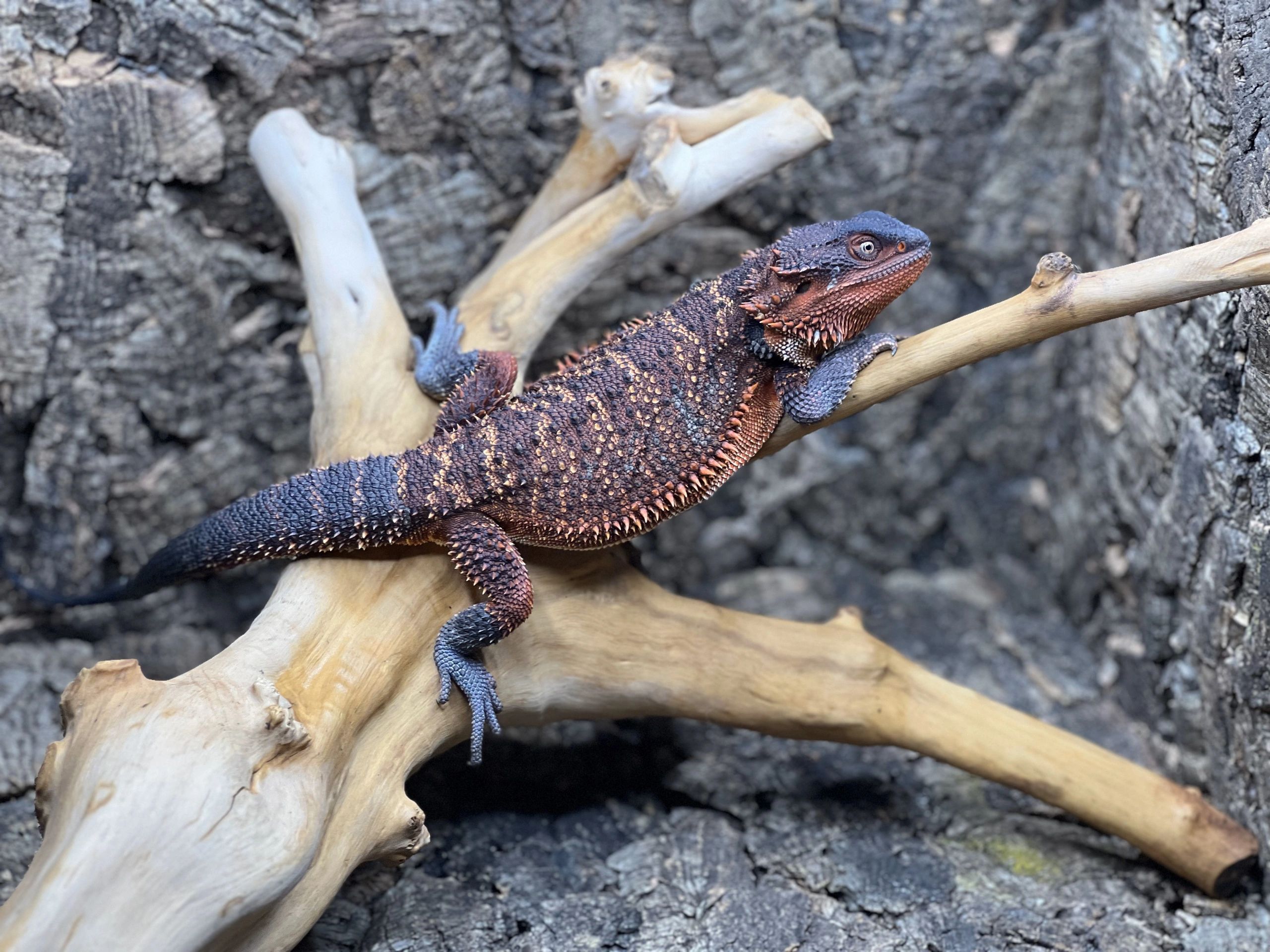 Find Your Perfect Bearded Dragon at Red Monster UK