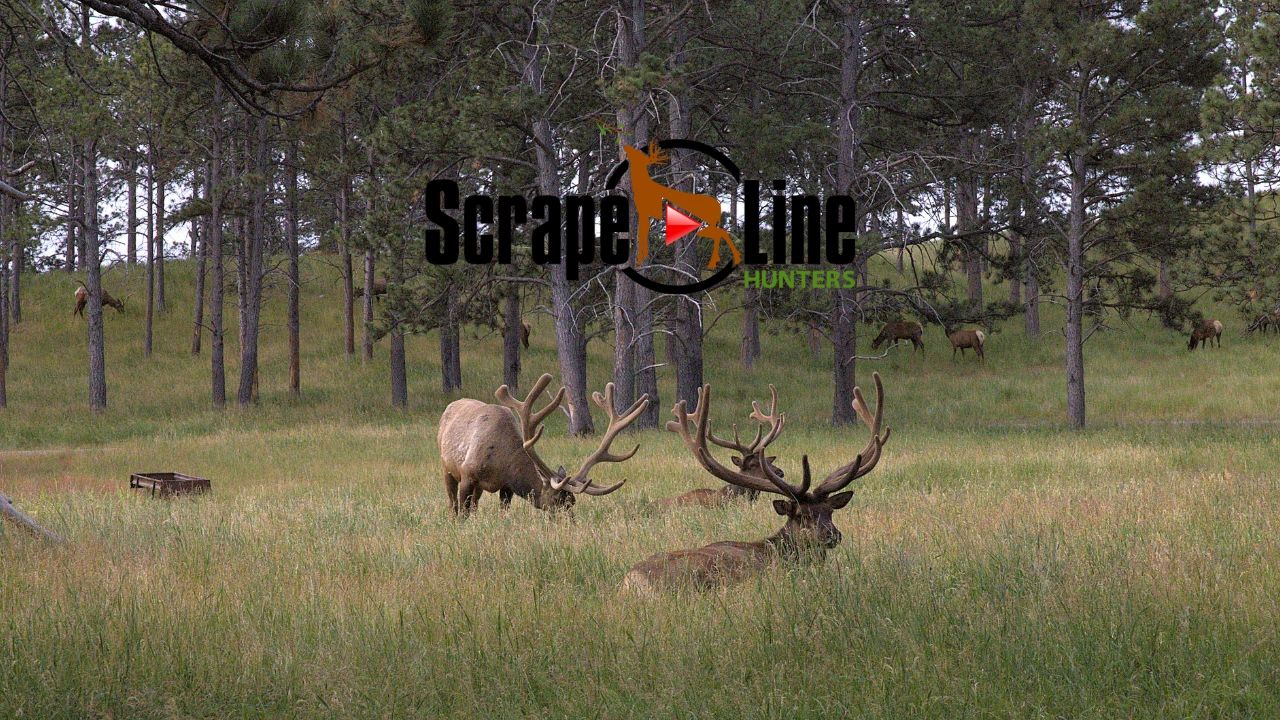 Scrape Line Hunters - Whitetail Deer, Food Plots