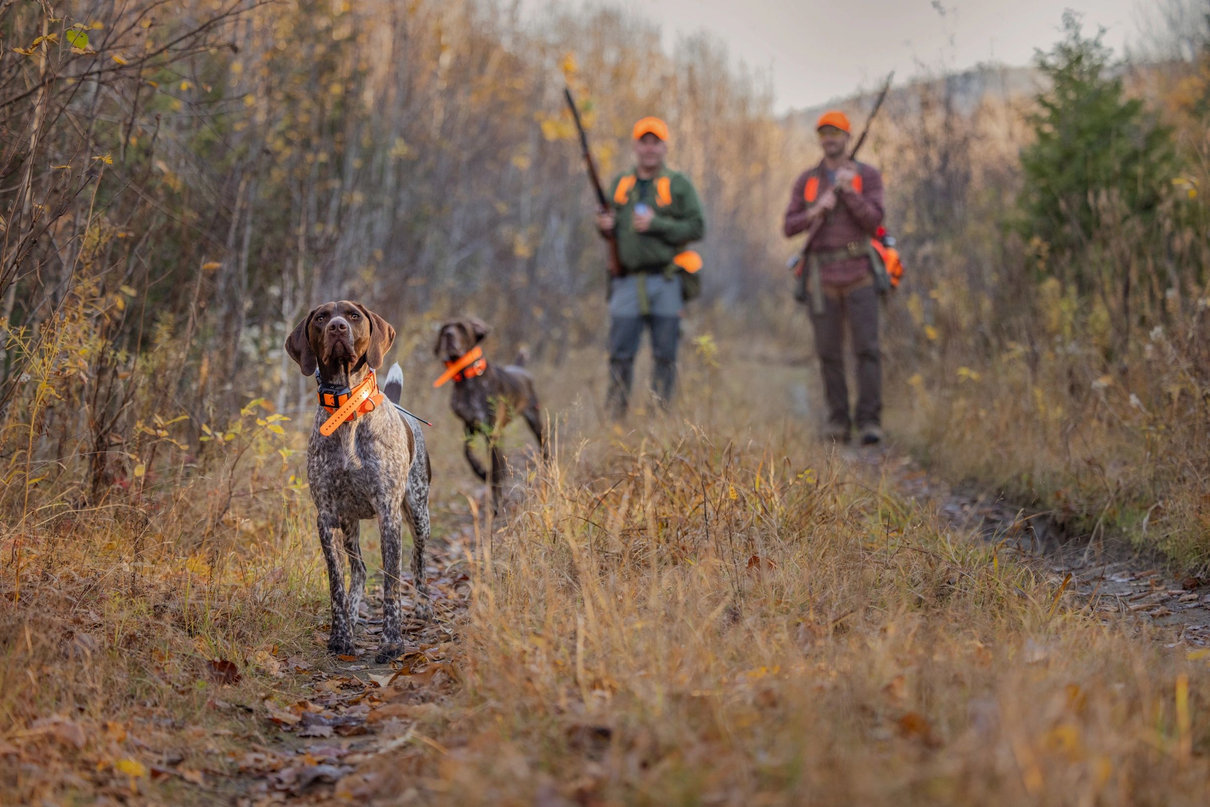 Grouse Hunting