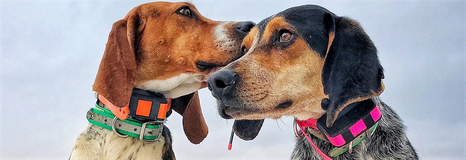 Montana State Houndsmen - Montana State Houndsmen Association