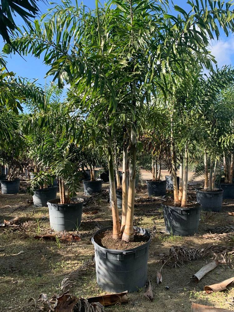 8ft-10ft Foxtail Palm Tree 25 gal