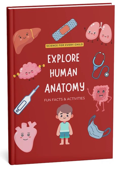 Explore Human Anatomy: Fun Facts & Activities