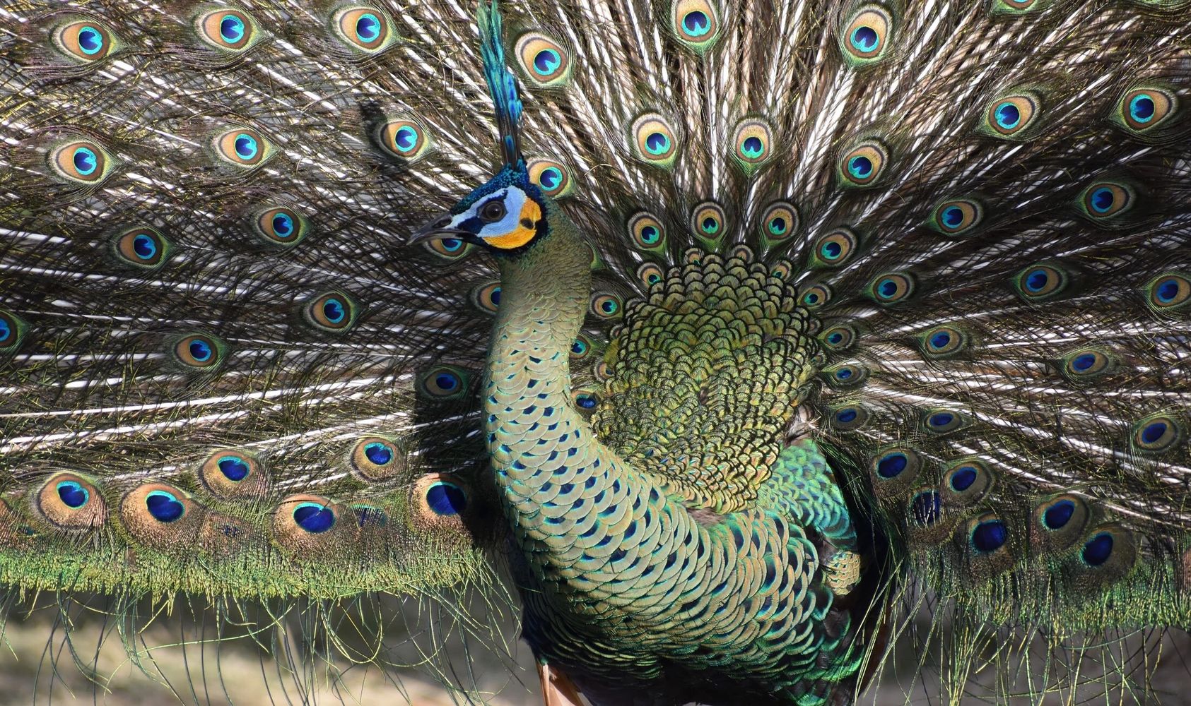 Bob’s Green Peafowl - Green Peafowl, Java Peafowl, Peafowl