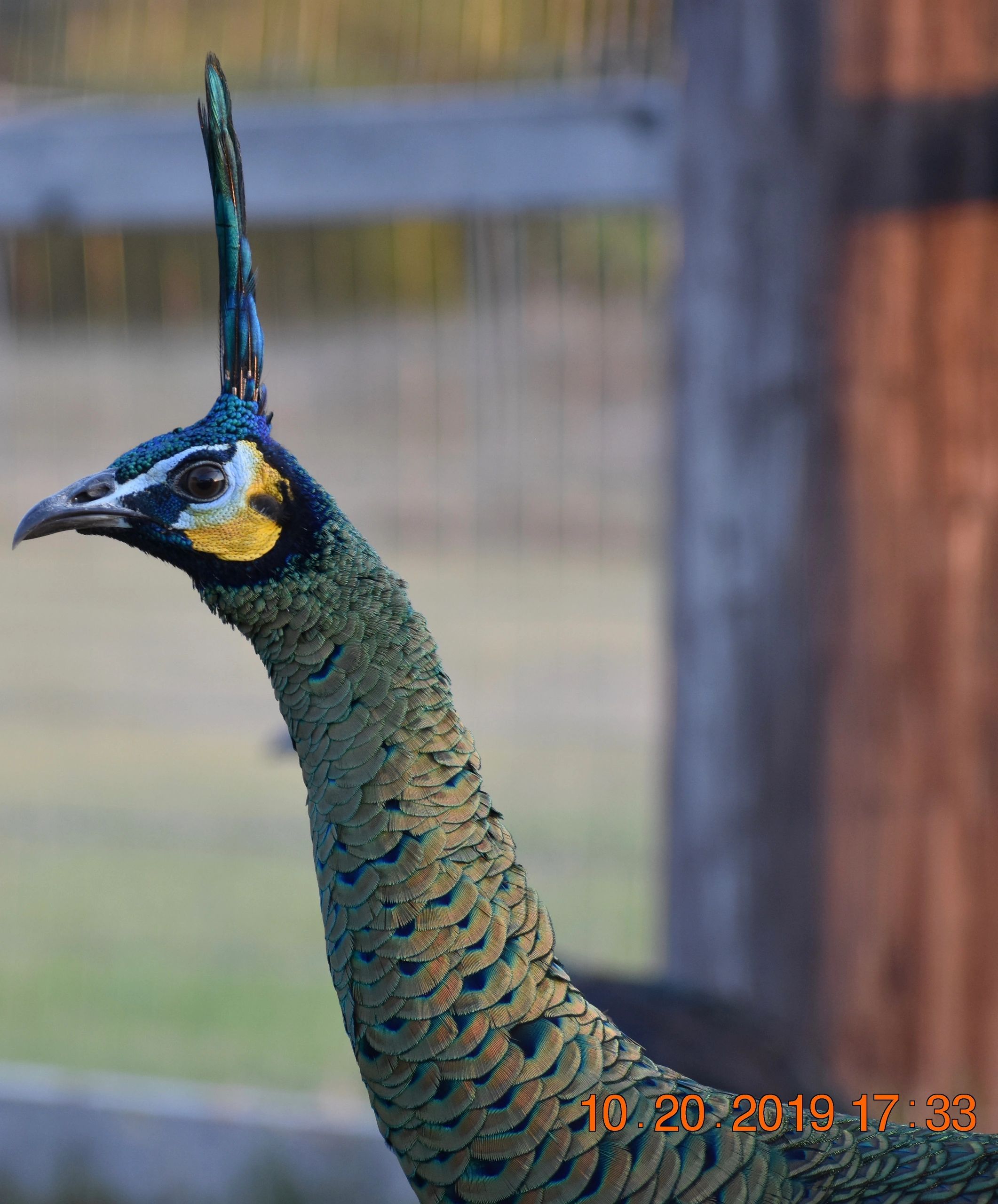 Imported Green Peafowl | Bob’s Green Peafowl