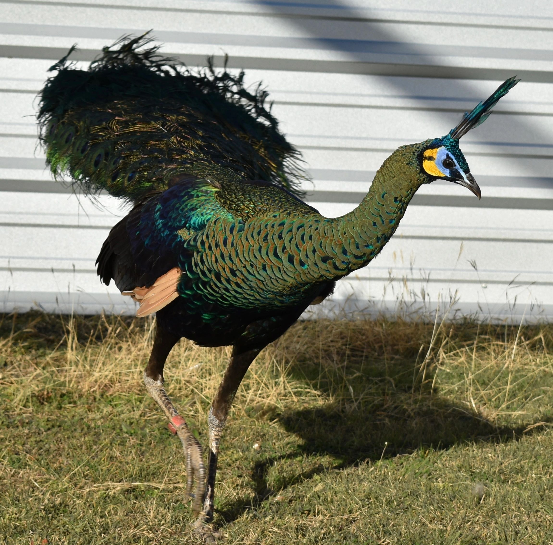 Imported Green Peafowl