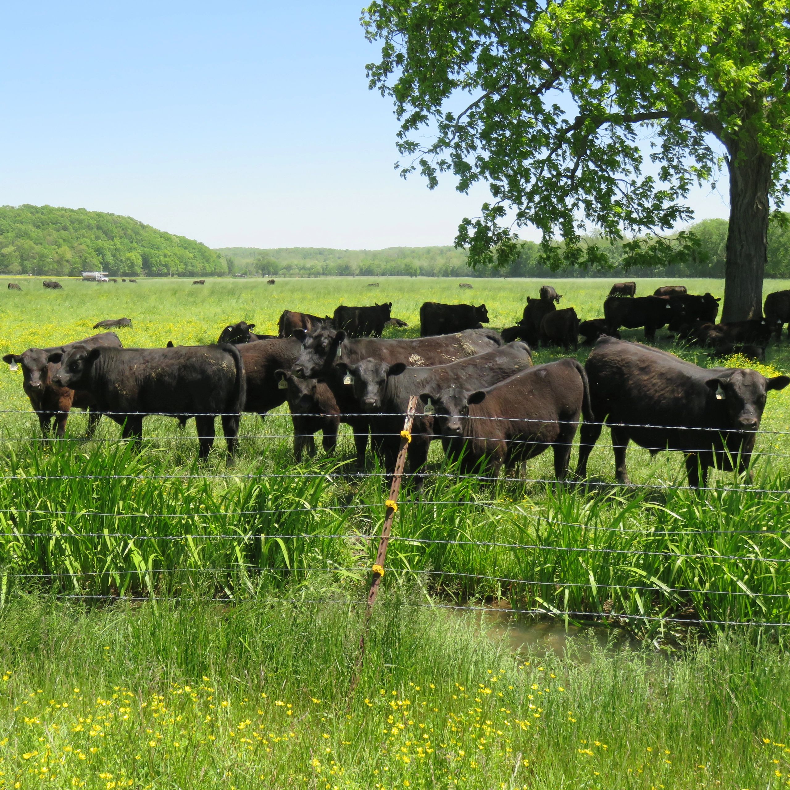 Kranjec Valley Angus Farm Beef - Home