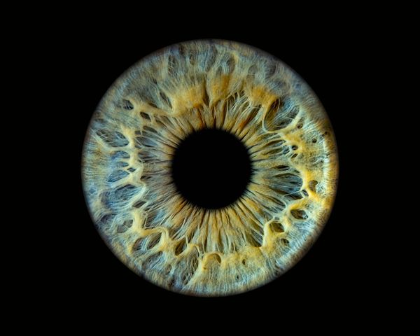 Creative Iris Photography