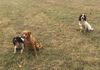Woodlandeave Gundogs - Gundogs, Breeder