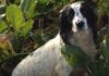 Woodlandeave Gundogs - Gundogs, Breeder
