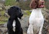 Woodlandeave Gundogs - Gundogs, Breeder