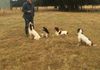 Woodlandeave Gundogs - Gundogs, Breeder