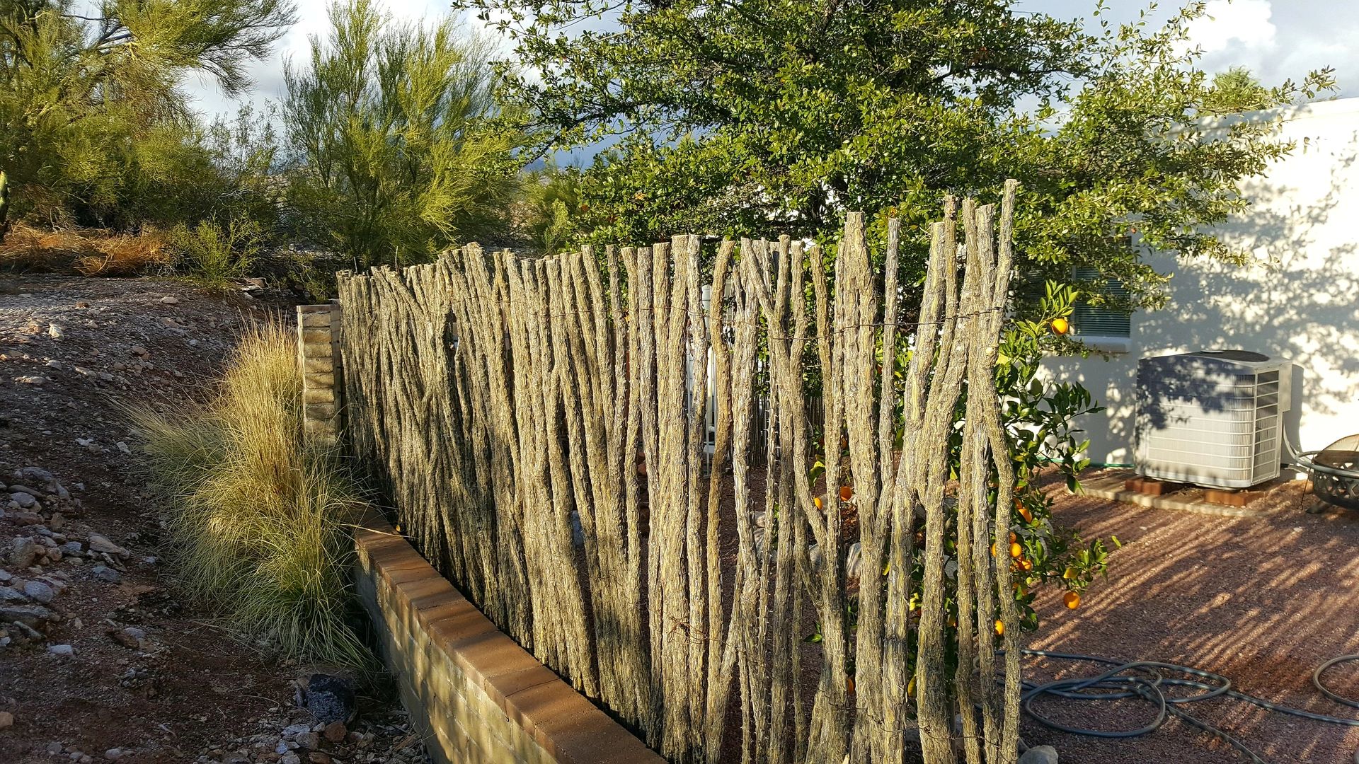 BK Cacti - Ocotillo and Ramada Panels, Native Arizona Cacti