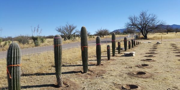 BK Cacti - Ocotillo and Ramada Panels, Native Arizona Cacti