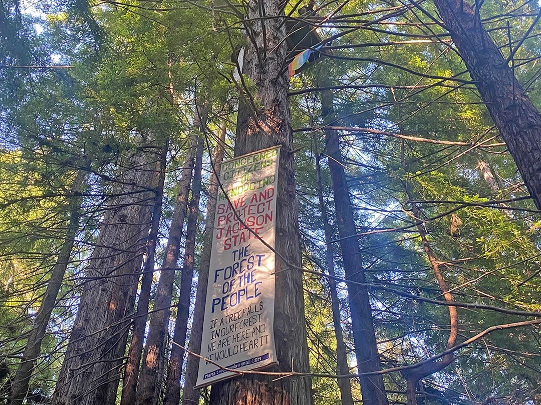 Jackson State Forest, my position