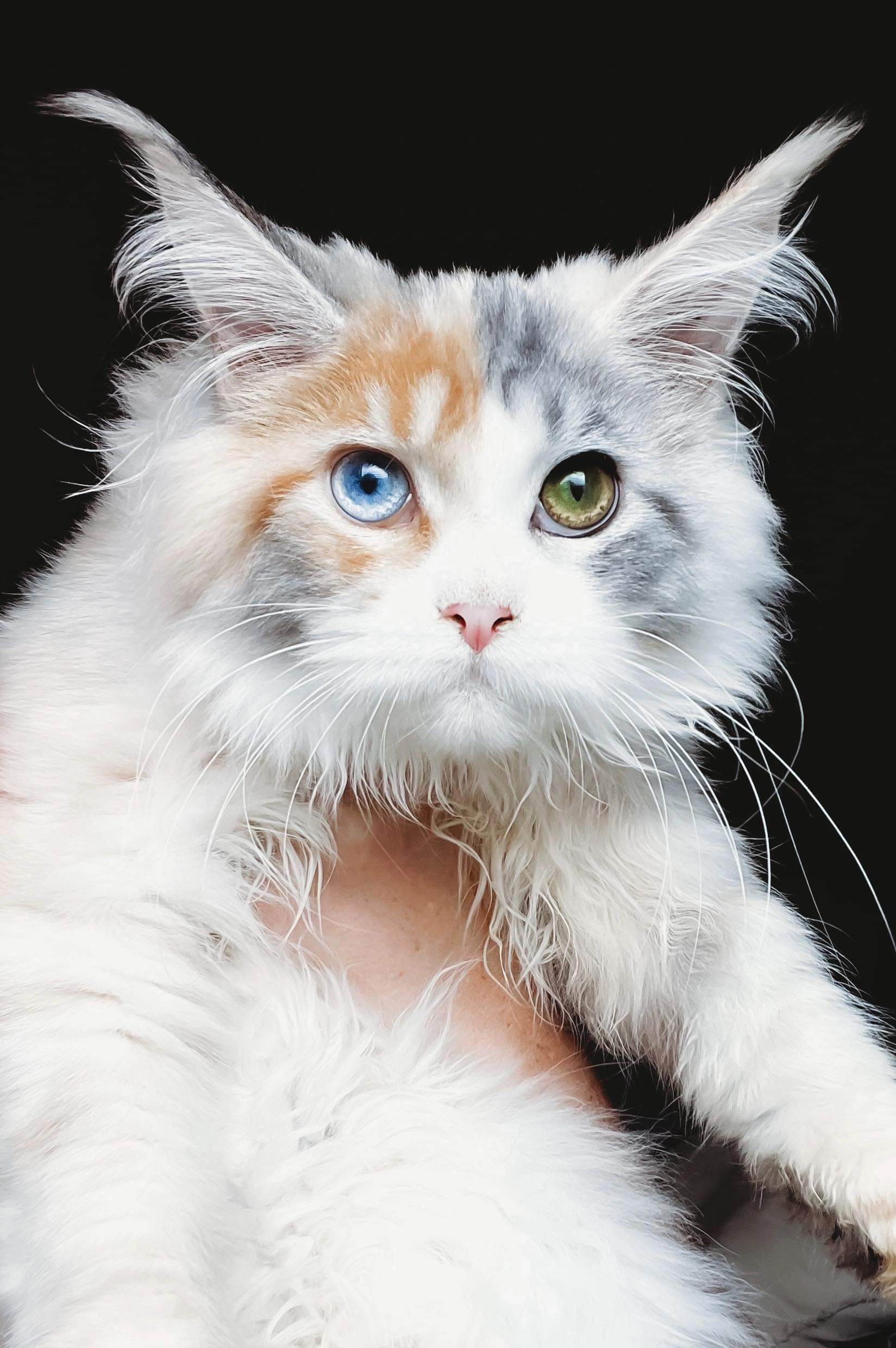 Kittens | Blueshade Maine Coons