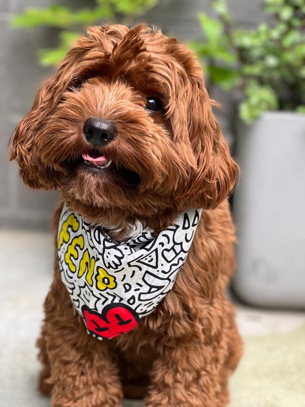 Designer Puppies Melbourne - Puppies, Cavoodle and Toy Poodle
