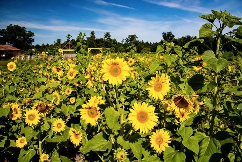 Conners Amaizeing Acres - Corn Maze, Farm, Things to Do