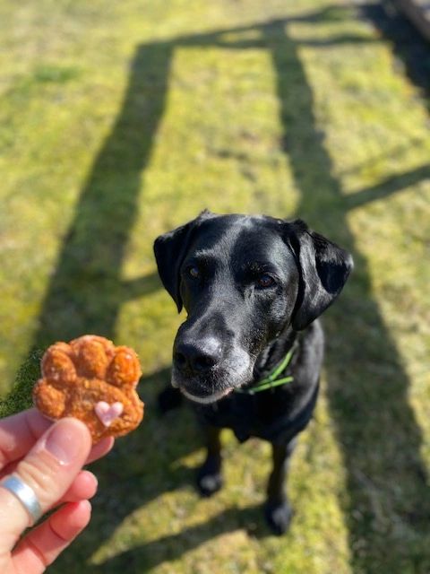 Pawsitive Chance Dog Training - Service Dog Training, Service Dogs, Dog ...