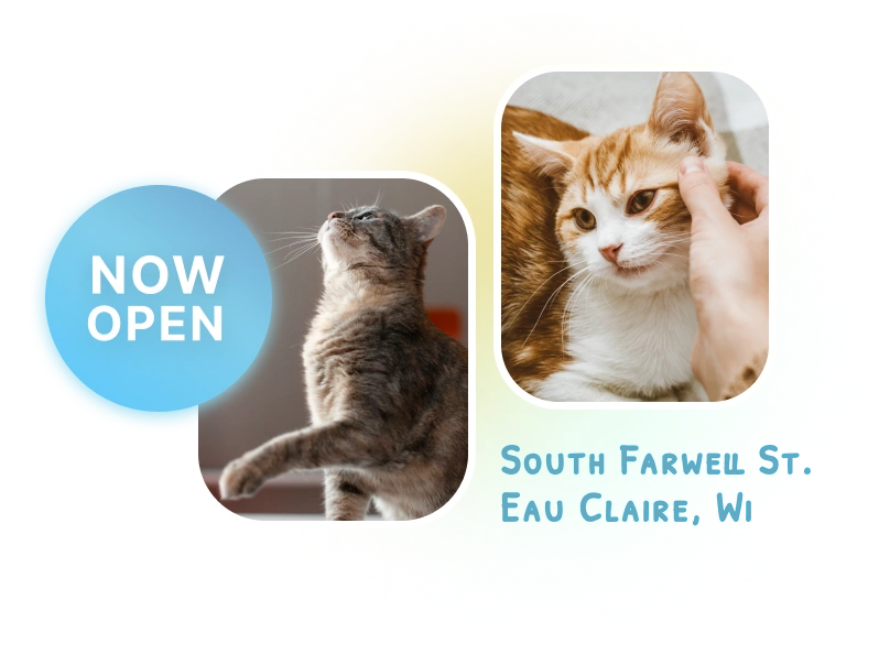 Mr. Kitty's Cat Café & Boutique - Best Coffee, Cafe, and Lounge in Town