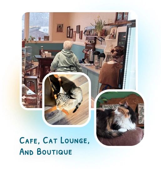 Mr. Kitty's Cat Café & Boutique - Best Coffee, Cafe, and Lounge in Town