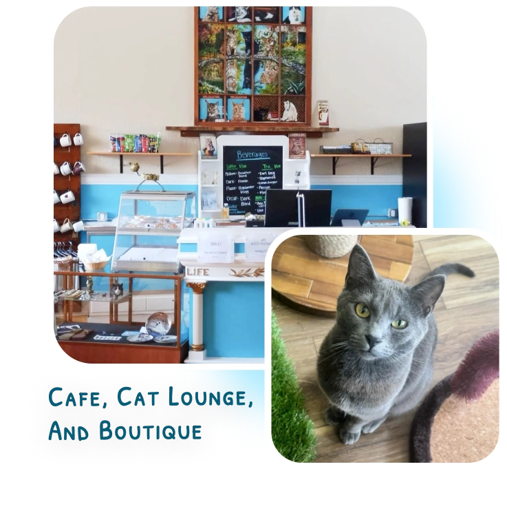 Mr. Kitty's Cat Café & Boutique - Best Coffee, Cafe, and Lounge in Town