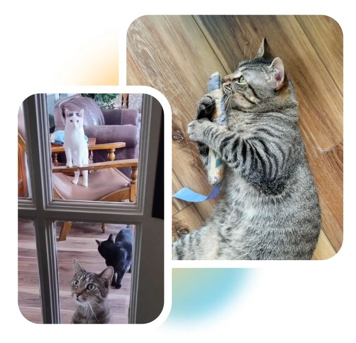 Mr. Kitty's Cat Café & Boutique - Best Coffee, Cafe, and Lounge in Town