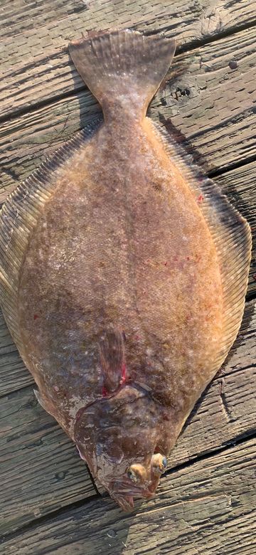 Seasons & Catch Limits