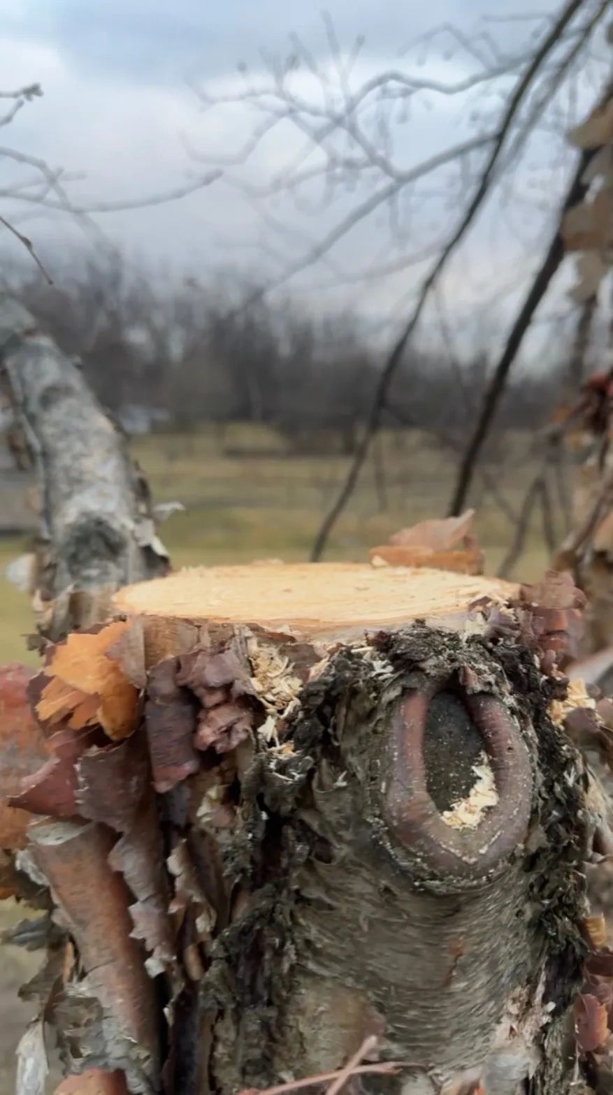 Lumber Jon Tree Services