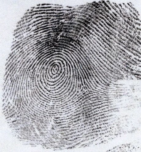 Whorl Fingerprint