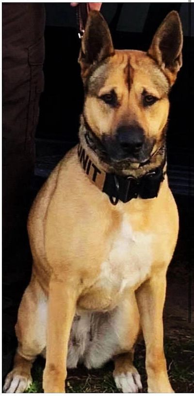 Dog Training - Canis Major the Great Dog Training