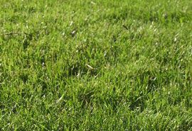 Home Page [bytheyards.com]