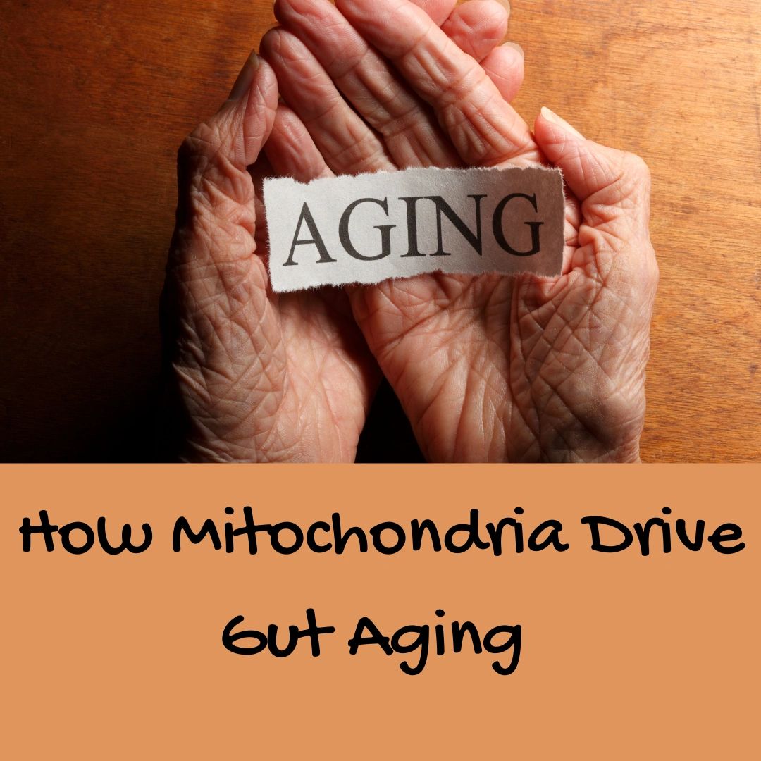 How Mitochondria Drive Gut Aging – and What You Can Do About It