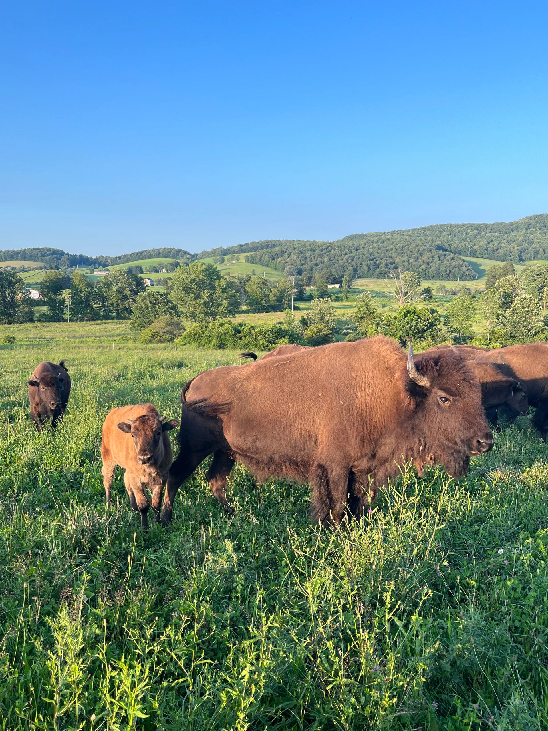 Experience the Thrill of Adventure Tours at Bison Island Ranch