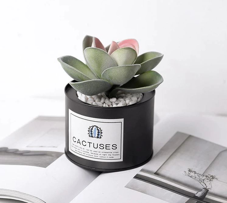 Black potted snow lotus