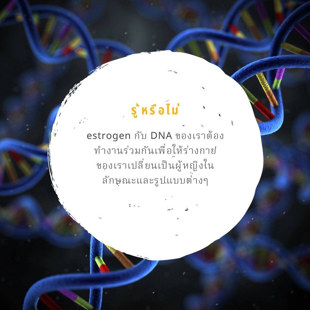 ความสัมพันธ์ estrogen และ DNA