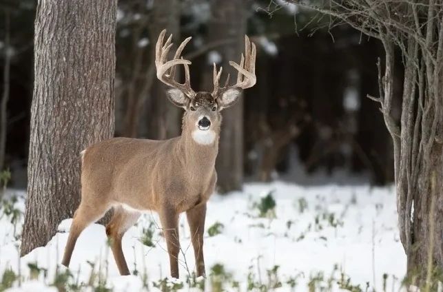 Thunder Bay Whitetails