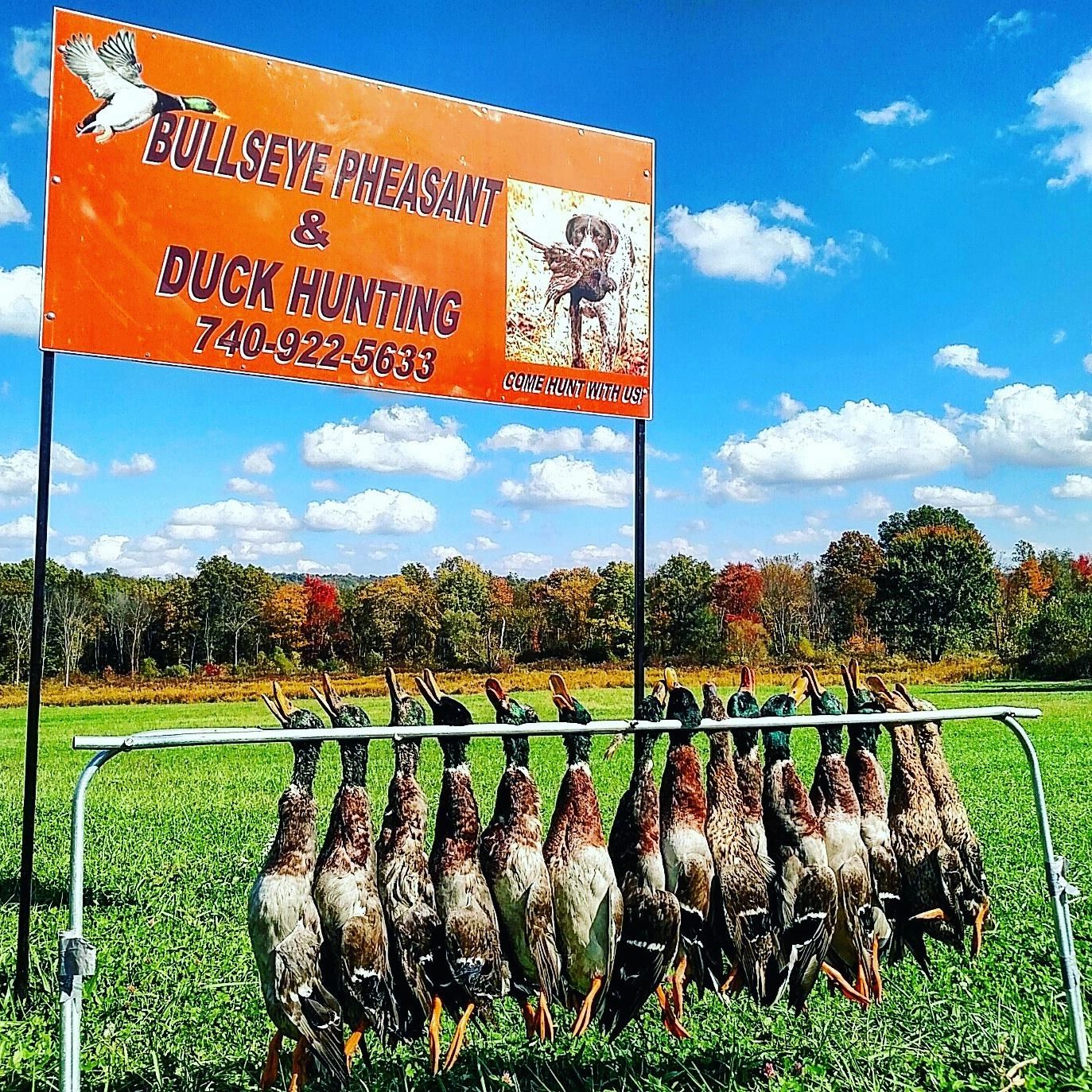 Bullseye Pheasant & Duck Hunting - Pheasant Hunting, Duck Hunting