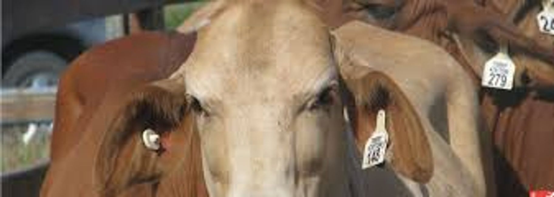 NLIS Tags | Coopersfarmgear