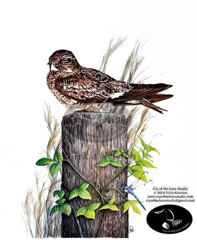 Common Nighthawk colored pencil drawing reproduction