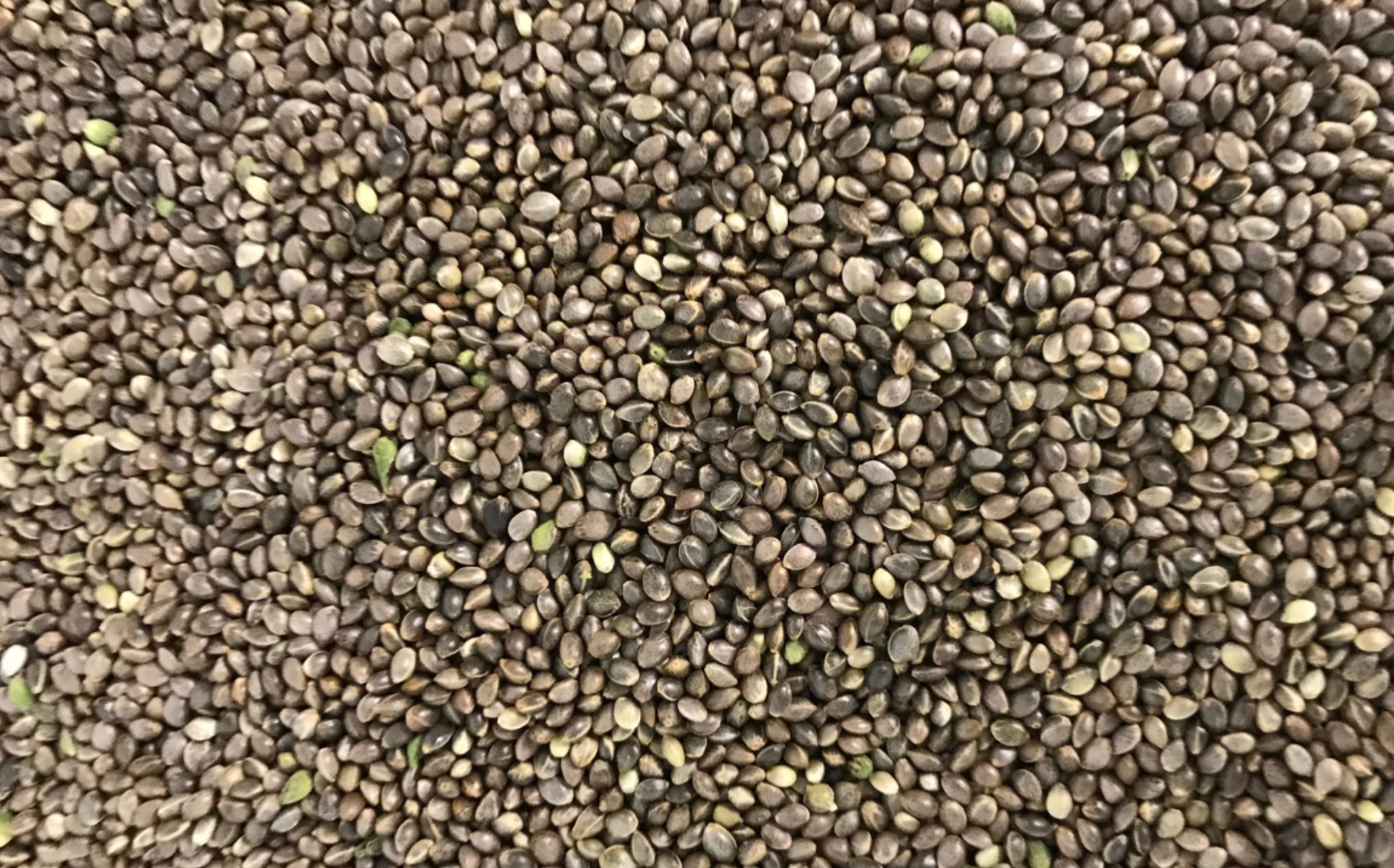 Arrowhead Seed Company - Feminized Seeds, Feminized Hemp Seeds