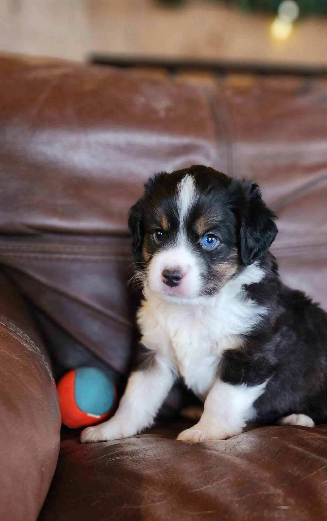 Miniature Australian Shepherd Puppies Black And White