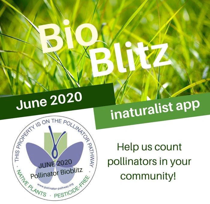 Pollinator Pathway | Woodstock Conservation Commission