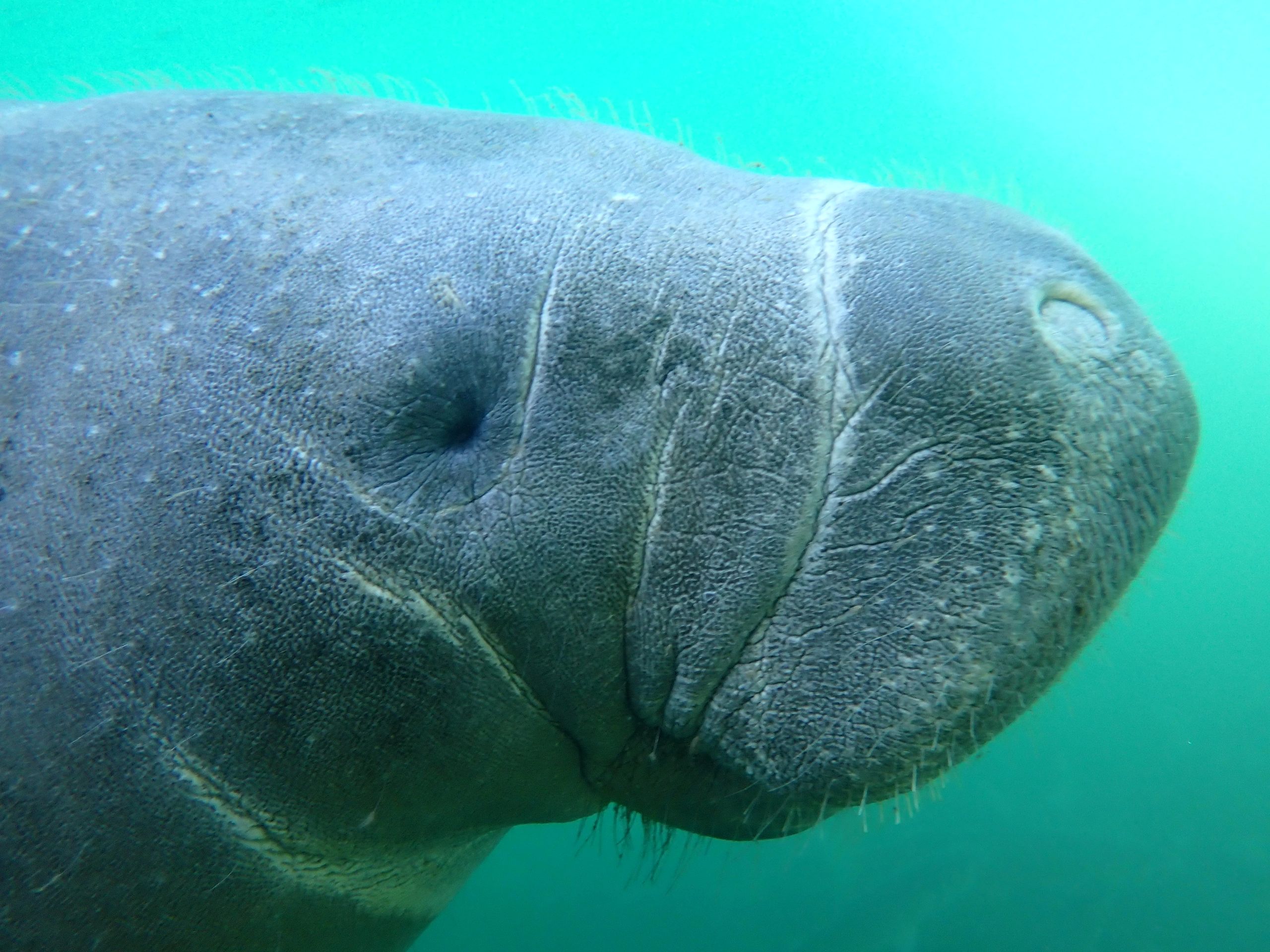 Swim with Manatees in Crystal River